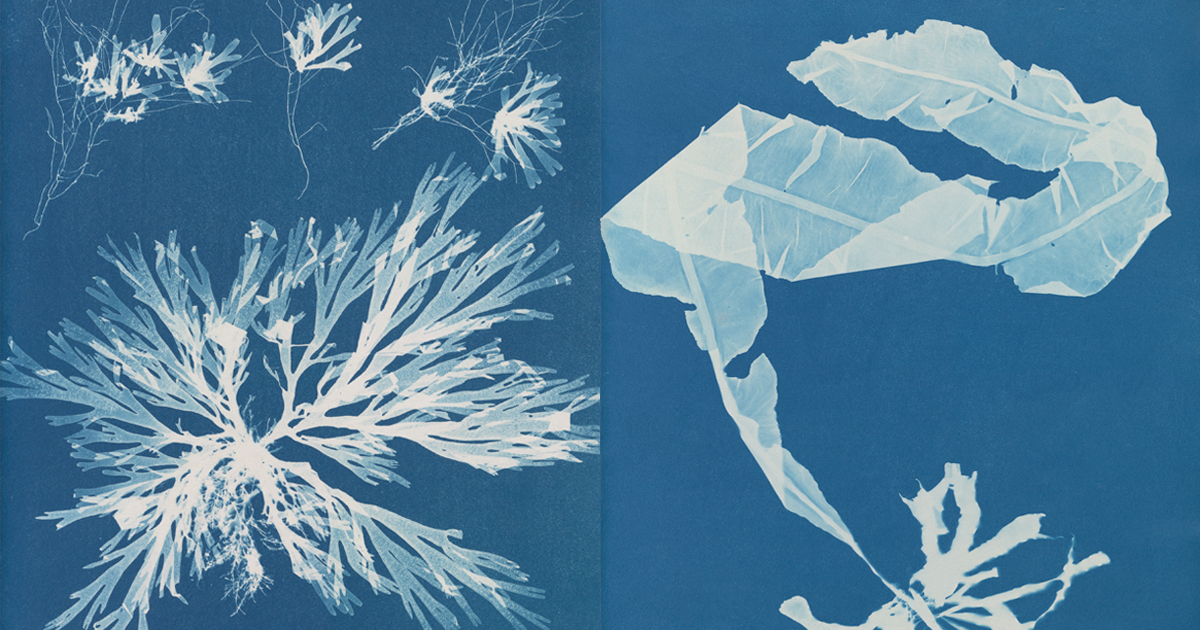 How Anna Atkins Invented the Photo Book - Artsy
